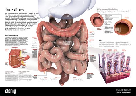 Infographic Of The Large Intestine And Small Intestine Of The Digestive Apparatus Its