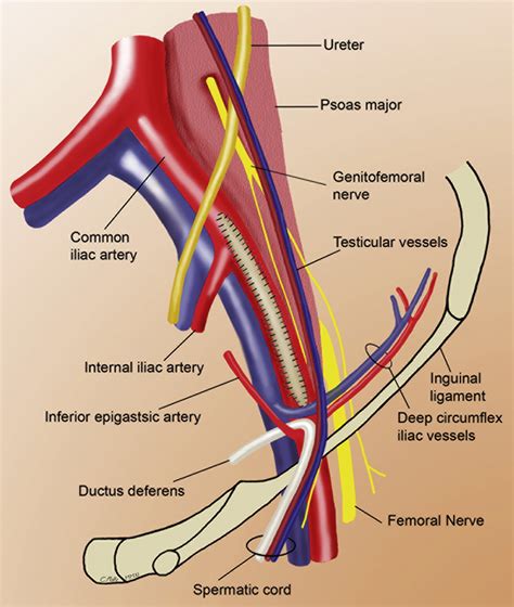 External Iliac Artery William Beaumont Army Medical Center First Dod