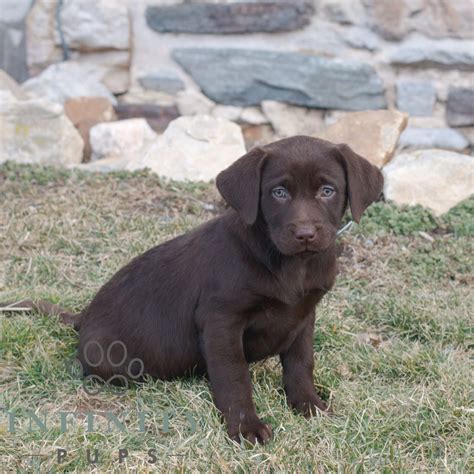 Chocolate Labrador Retriever Puppies Infinity Pups