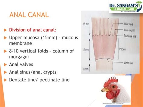 Anatomy Of Rectum And Anal Canal Pptx