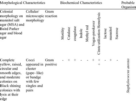 Morphological And Biochemical Characteristics Of Presumptive Download Scientific Diagram
