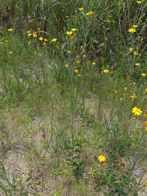 Grass Leaved Golden Aster Pityopsis Graminifolia Western Carolina