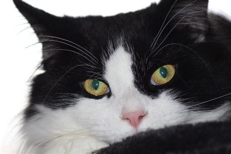 무료 이미지 검정색과 흰색 화이트 검은 고양이 닫다 코 구레나룻 척골가 있는 고양이 얼굴 고양이 눈 침착 해 유럽 쇼트 헤어 중소형 고양이 포유