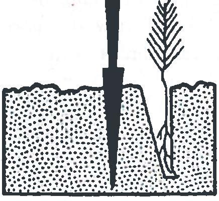 Planting And Care Of Tree Seedlings Fact Sheet Extension