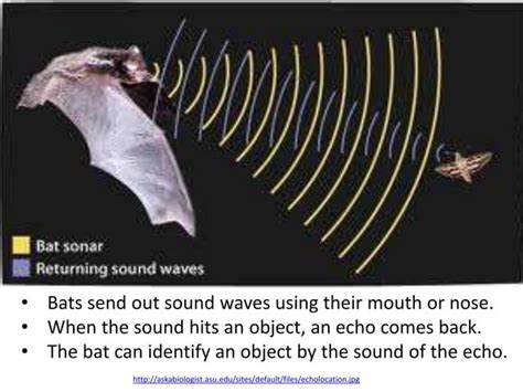 Echolocation Pptx Digital Audio Computer Software And Applications