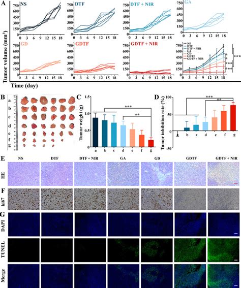 Phgsh Dual Responsive Nanoparticle For Auto Amplified Tumor Therapy Of