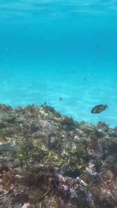 스노클 하러 바다로 이정도면 강릉정도만 가더 좋구나~~~~~~~ 여름바다 스노클링 물고기구경 파도에덩실덩실 Youtube