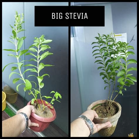 Buy Stevia Plant Candy Leaf Plant Sweet Leaf Plant Plantroops