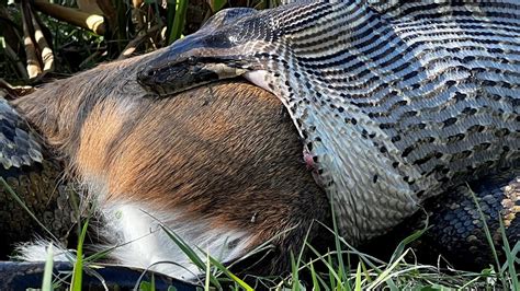 Invasive Florida Python Caught Swallowing White Tailed Deer Debate Invasive Florida Python Caught Swallowing White Tailed Deer Debate