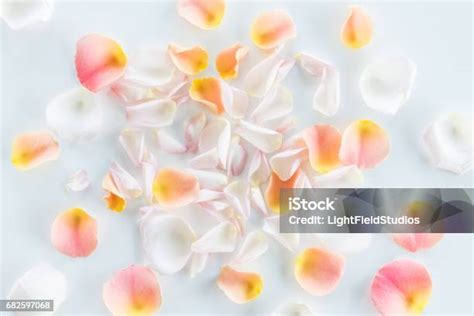 회색 웨딩 꽃 장식에 고립 된 아름 다운 부드러운 핑크 장미 꽃잎의 상위 뷰 0명에 대한 스톡 사진 및 기타 이미지 0명 꽃 나무 꽃 식물 Istock