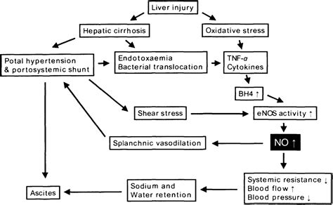 Nitric Oxide Liver Cirrhosis At Tracy Mcfall Blog