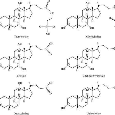 Structures Of Common Primary And Secondary Bile Acids The Primary Bile