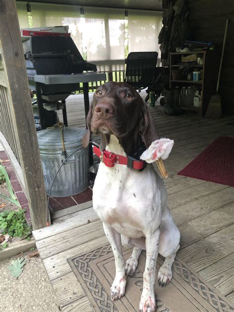 179 Best Laceration Images On Pholder Projectzomboid National Pet