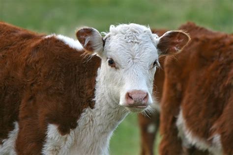 Scientists Raise Genetically Modified Cows To Alter Dairy Milk Go Dairy Free