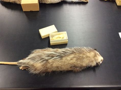 Mammals Lab Flashcards Quizlet