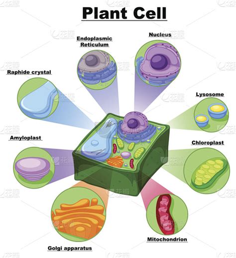 图表植物细胞溶酶体线粒体叶绿体细胞核生物学自然一个物体垂直画幅