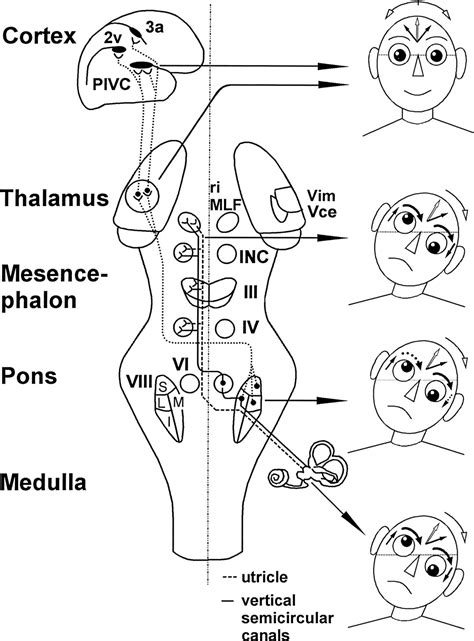 Vestibular Pathway