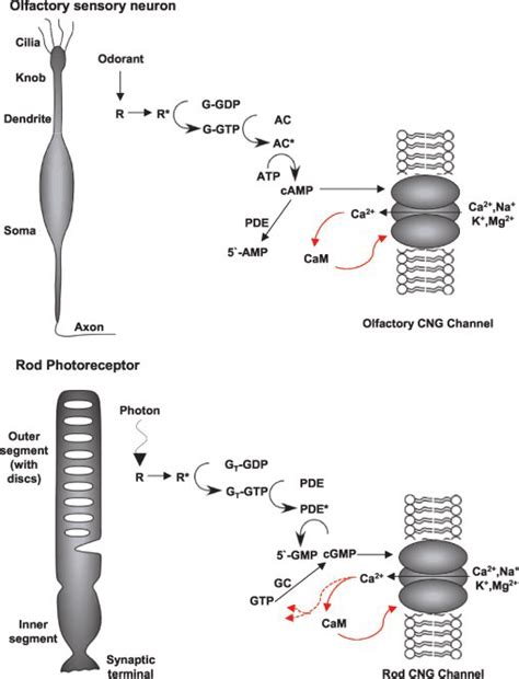 Signal Transduction In Sensory Cells Top The Enzymatic Cascade In