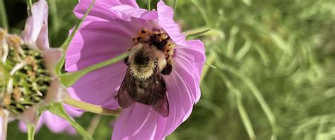 Auto Instrumentation Is Magic Using Opentelemetry Python With Lightstep Dev Community