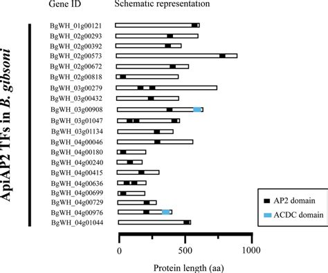 Schematic Representation Of The Location And Number Of Ap2 And Acdc Download Scientific Diagram