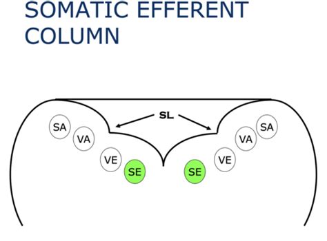Cranial Nerve Nuclei Flashcards Quizlet