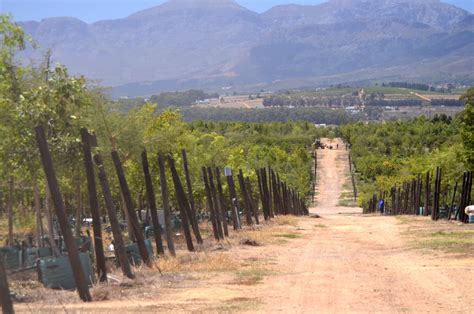 Embracing The Beauty Of Trees In Winter Just Trees Perfect Selection