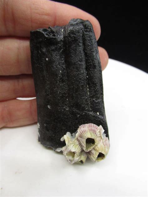 Horse Tooth Fossil Wbarnacles