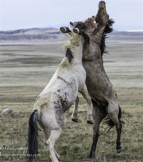 Wild Horses Onaqui Herd — Lee Gerstein Photography