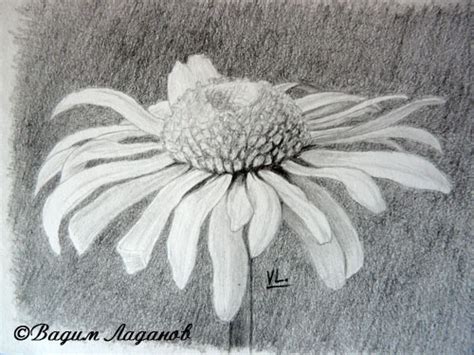 Галерея — Уроки рисования карандашами и пастелью