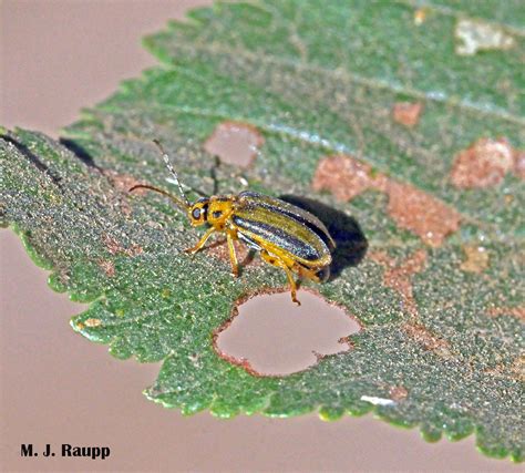 Beautiful Beetles And Gnarly Elm Leaves Larger Elm Leaf Beetle Monocesta Coryli And Elm Leaf