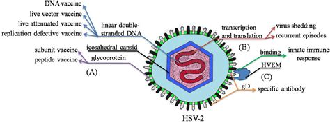 Hsv 2 Vaccine Current Status And Insight Into Factors For Developing