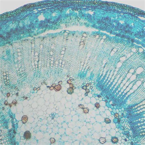Tem Solutions Protochips
