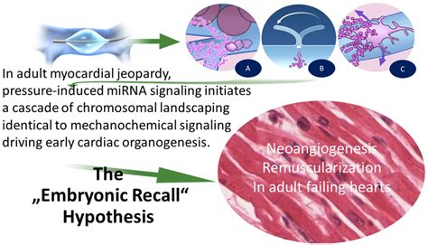 Treatment Of Microcirculation Dysfunction And The Initiation Of Download Scientific Diagram