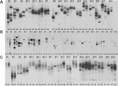 CDR Spectratype Patterns In The CCR CD T Cell Subsets Of Twins Download Scientific Diagram