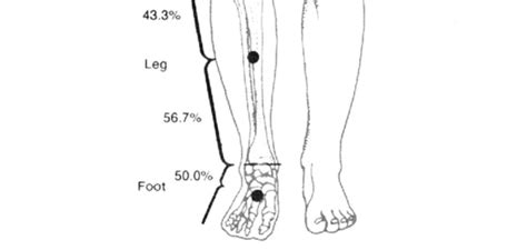 COG Of Each Segment Of An Adult Male Human Body 7 Download Scientific Diagram