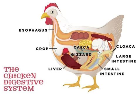 Chicken Digestion System 101 Bitchin Chickens Digestive System Digestion Chickens