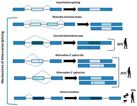 Whats Wrong In A Jump Prediction And Validation Of Splice Site Variants Pmc