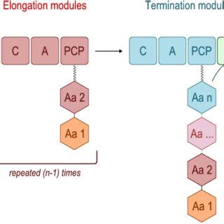 Structure Of Kahalalide F Download Scientific Diagram