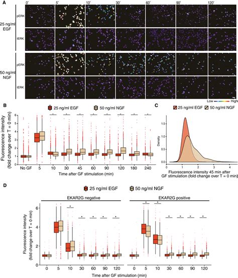 Frequency Modulation Of Erk Activation Dynamics Rewires Cell Fate Molecular Systems Biology