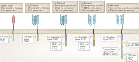 Chimeric Antigen Receptors Cars Creative Biolabs Car T Blog