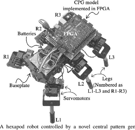 Figure 1 From A Novel Hardware Efficient Cpg Model Based On Asynchronous Coupling Of Cellular