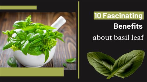What You Need To Know About Basil Leaf 10 Fascinating Benefits
