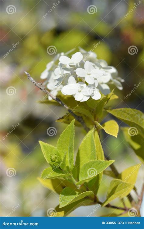 Paniculate Hydrangea Limelight Stock Image Image Of Close Garden