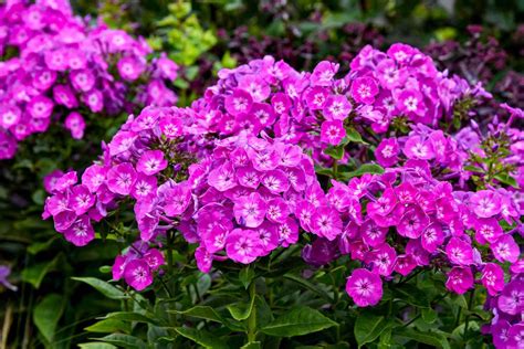 How To Grow Creeping Perennial And Woodland Phlox