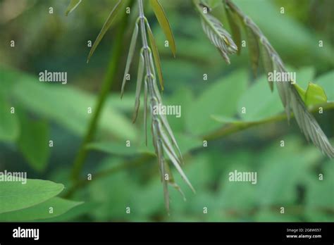 Senna Siamea Also Known As Siamese Cassia Kassod Tree Cassod Tree Cassia Tree With A