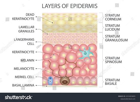 Layers Epidermis Medical Vector Illustration Stock Vector Royalty Free