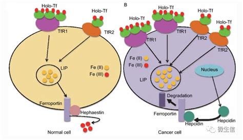 如何查找“铁代谢”相关的基因？ 哔哩哔哩