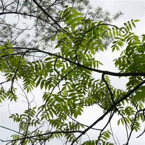 10 Tree Types That Grow In Swamps And Marshes Pond Informer