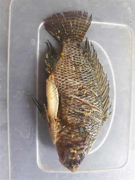 Jual Ikan Mujair Kintamani Mbali