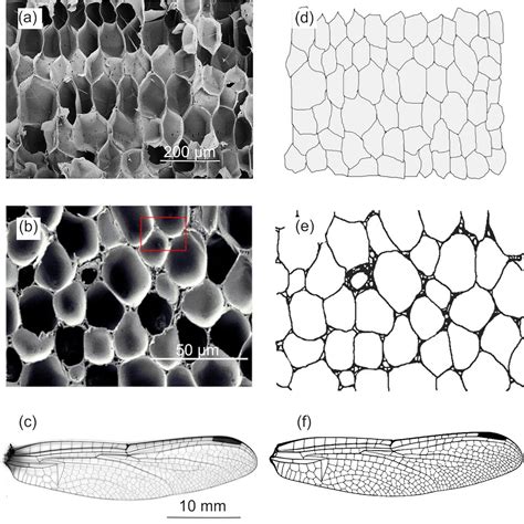 2d Mathematical Model Of Damping In Cellular Materials Kovalev 2023 Advanced Theory And